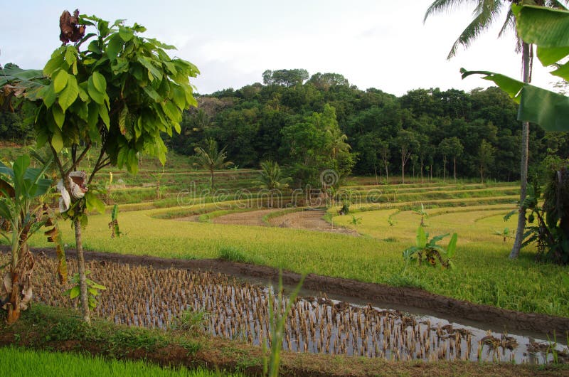 Rice Fields on the Puerba Volcano in Indonesia Stock Photo - Image of ...