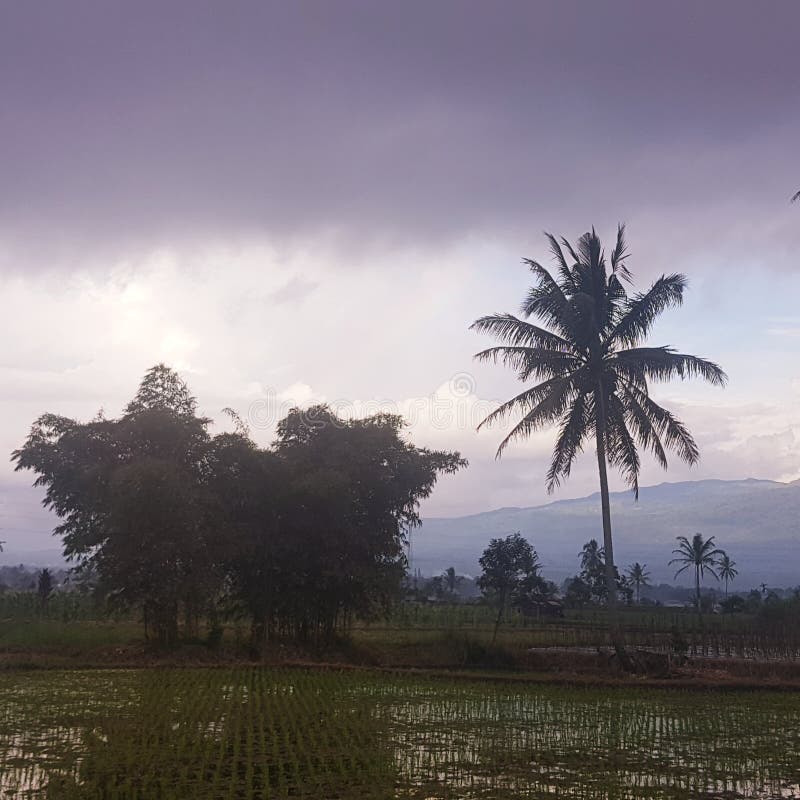 Rice Fields in a Quiet Village Stock Photo - Image of cloud, horizon ...