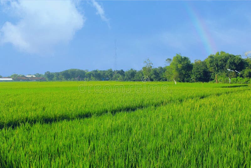 Rice Fields and Rainbows in the Village of Kayen, Central Java Stock ...