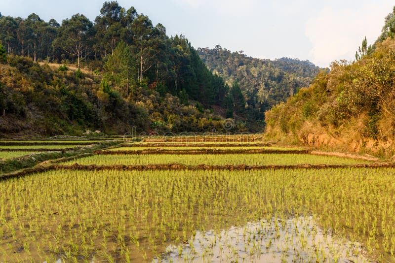 Rice Fields and Rainforest, Madagascar Stock Image - Image of ...