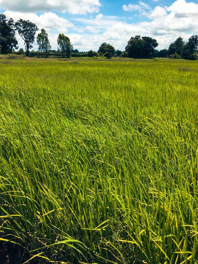 Rice Fields in the Rainy Season, the Air is Fresh during the Day Stock ...