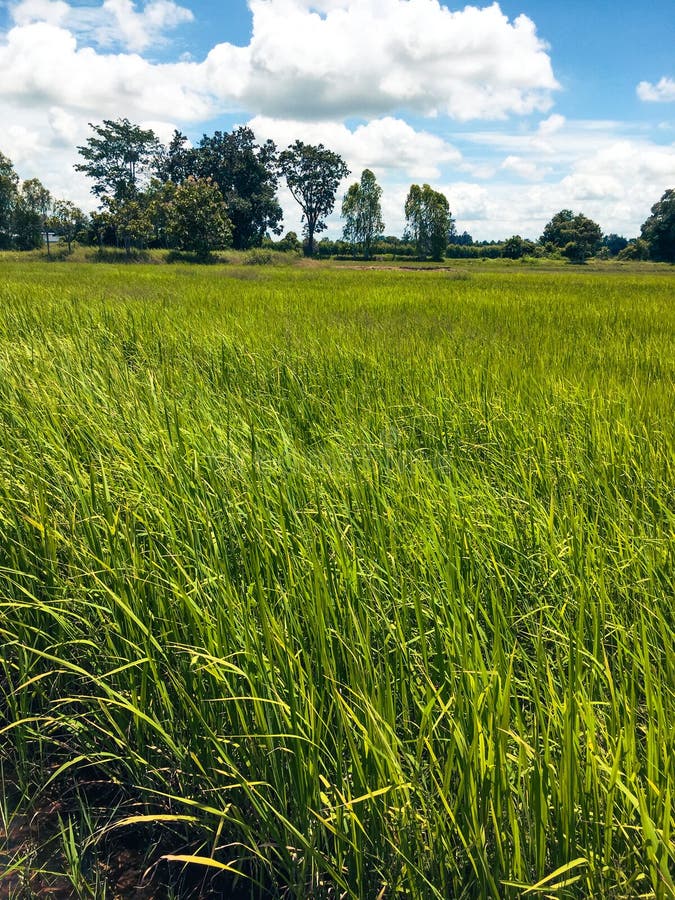 Rice Fields in the Rainy Season, the Air is Fresh during the Day Stock ...