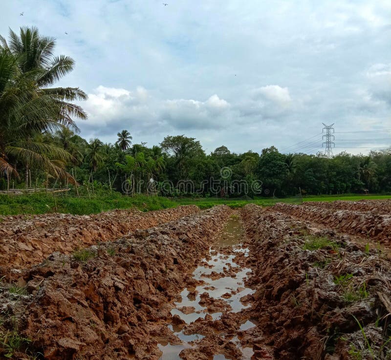 Rice Fields Ready for Planting Stock Image - Image of farmer, crop ...