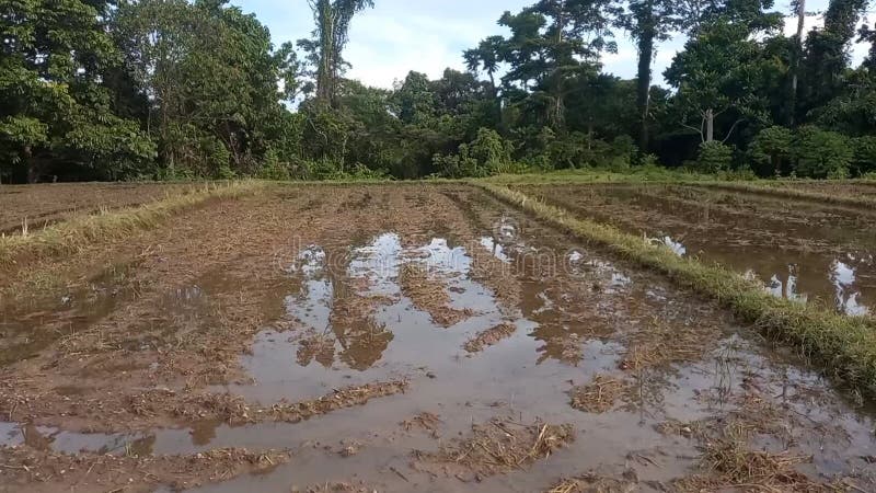 Rice Fields Ready for Planting Rice Plants that Have Been Plowed Stock ...