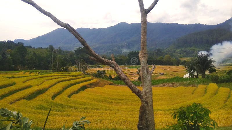 Rice Fields that are Ready To Be Harvested and Dead Trees in the ...
