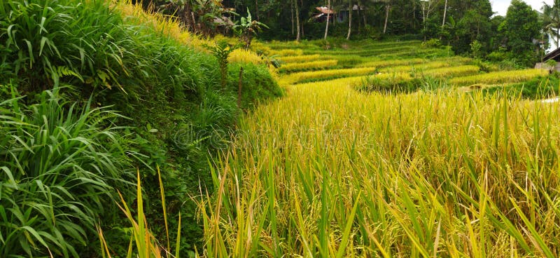 Rice Fields with Ready-to-harvest Rice Stock Photo - Image of ready ...