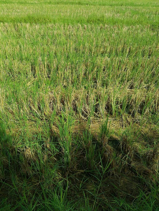 Rice Fields with Remaining Rice Plants Remaining Stock Image - Image of ...