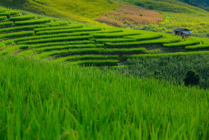 Rice terraces on top stock photo. Image of mountain - 216627234