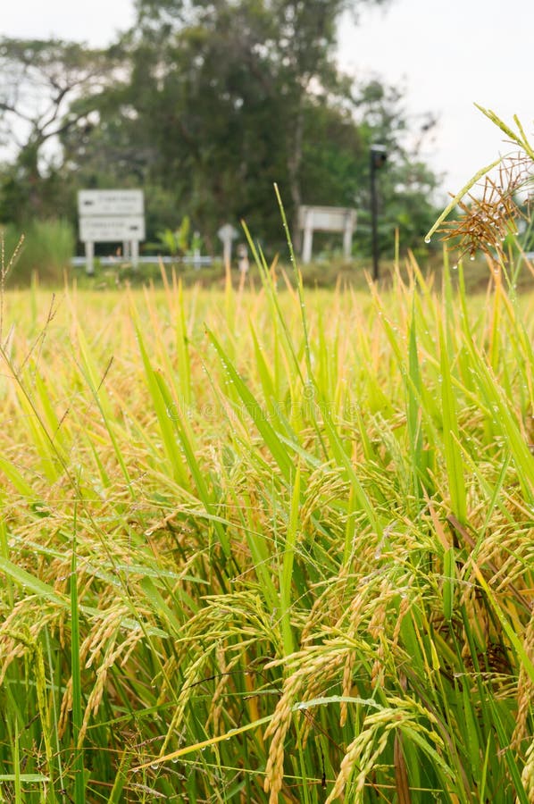 826 Rice Stalks Photos - Free & Royalty-Free Stock Photos from Dreamstime