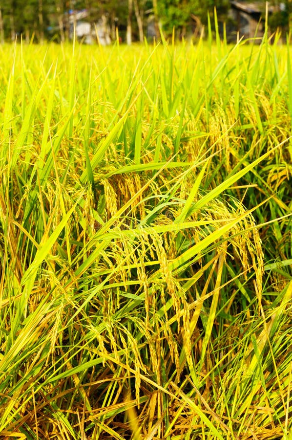 826 Rice Stalks Photos - Free & Royalty-Free Stock Photos from Dreamstime