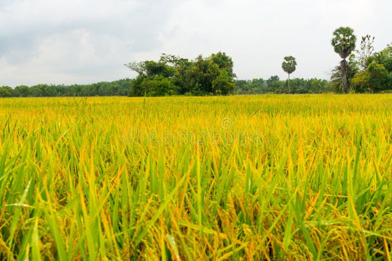 Rice Fields or Rice Paddies Stalks of Rice Yellow Stock Photo - Image ...