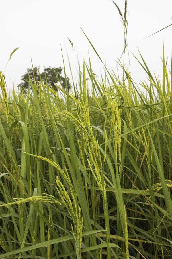 Rice Trees stock image. Image of atmosphere, fields, ubon - 45367639