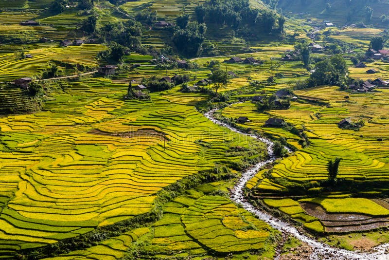River Running Through Rice Fields In Sapa, Vietnam Stock Photo - Image ...