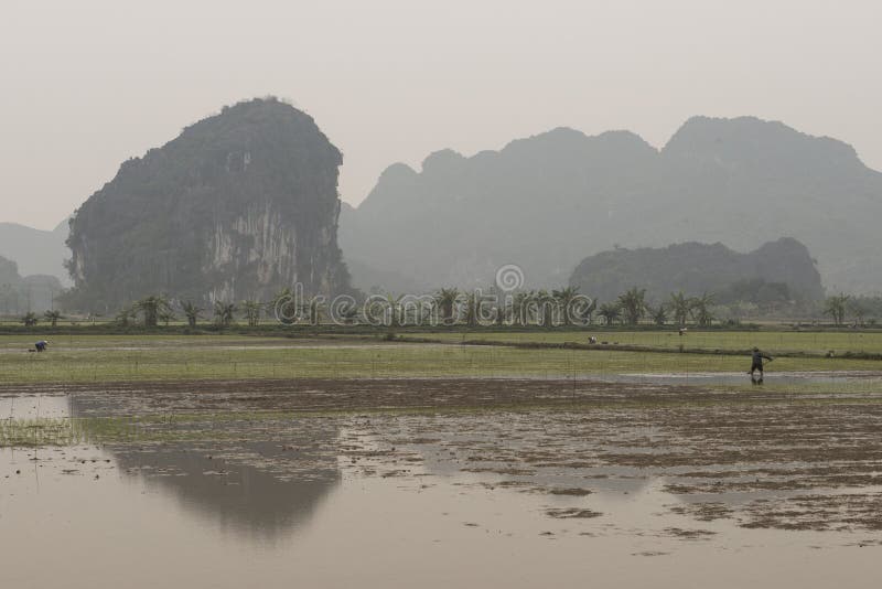 Rice Fields and River. Nimh Binh, Vietnam. Stock Image - Image of ...