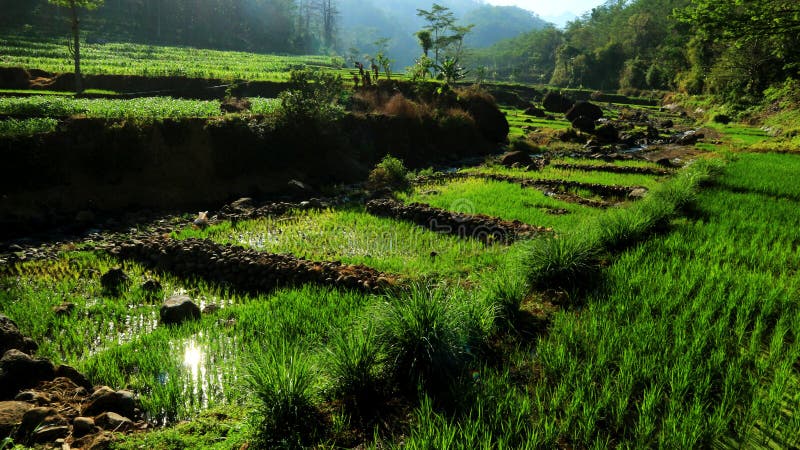Mud in Rice Fields with Human Footprints and Young Rice Plants Stock ...