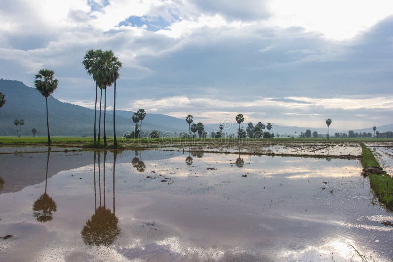 Rice Fields and Row of Trees. Stock Image - Image of grow, nature ...