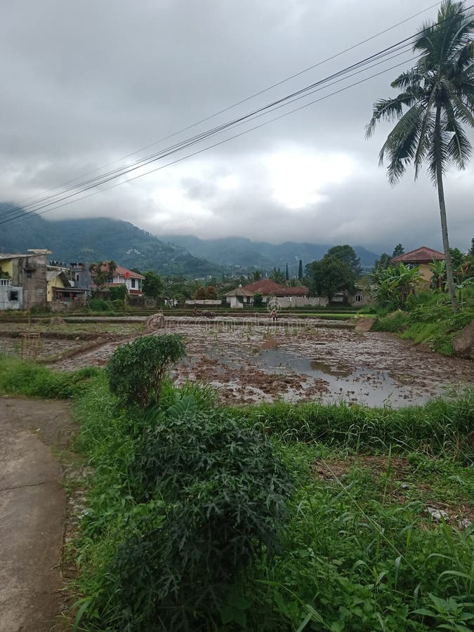 Rice Fields in Rural Areas with a Beautiful Mountain Backdrop Stock ...