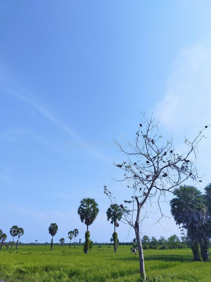 Rice Fields in Rural Areas of Thailand Stock Image - Image of rice ...