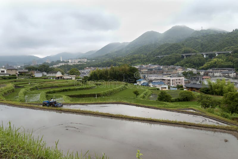 Rice Fields - Rural Japan stock photo. Image of rural - 214114308