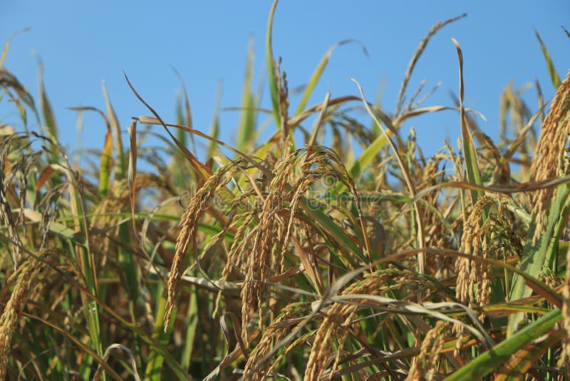 Rice Fields in Rural Side of Bangladesh Stock Image - Image of meadow ...