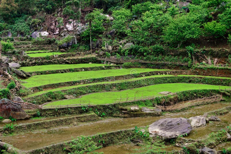 Rice fields in Sa Pa stock photo. Image of rural, natural - 95540320