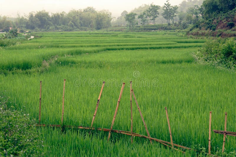 Rice Fields in Sa Pa Valley Stock Image - Image of sprout, crops: 95538825