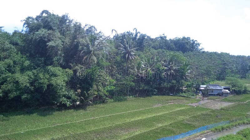 Rice Fields in Salatiga, Central Java, Indonesia Stock Image - Image of ...