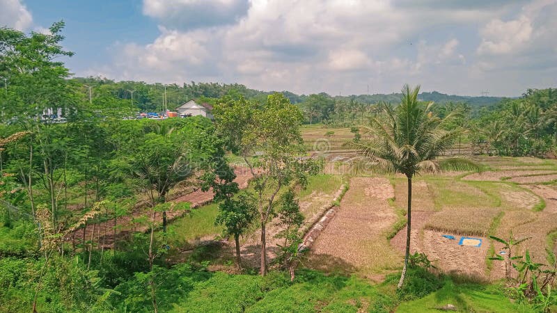 Rice Fields in Salatiga, Central Java, Indonesia Stock Image - Image of ...