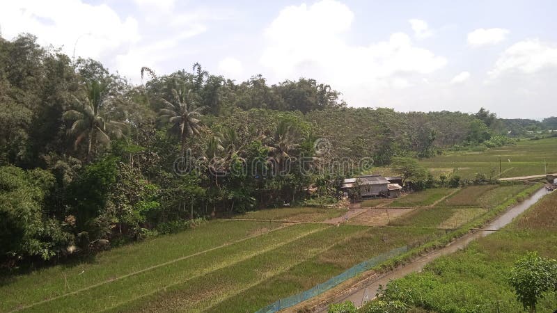 Rice Fields in Salatiga, Central Java, Indonesia Stock Image - Image of ...