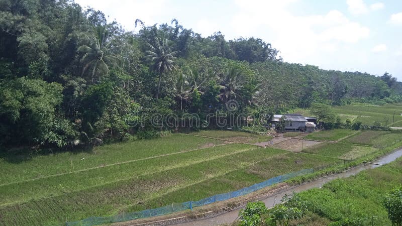 Rice Fields in Salatiga, Central Java, Indonesia Stock Photo - Image of ...
