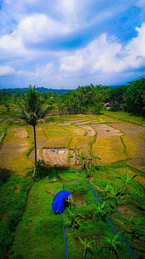 Rice Fields in Salatiga, Central Java, Indonesia Stock Photo - Image of ...