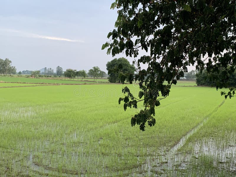 Rice Fields, Sam Chuk District, Suphan Buri Province Picture. Image ...