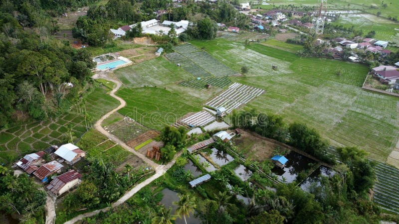 Rice Fields in Sarulla Village Stock Photo - Image of beautiful ...
