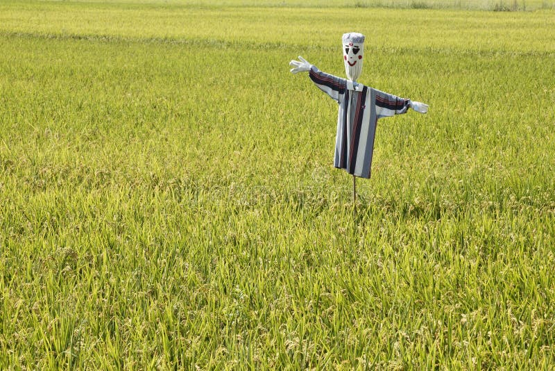 Rice fields with scarecrow stock image. Image of straw - 20152957