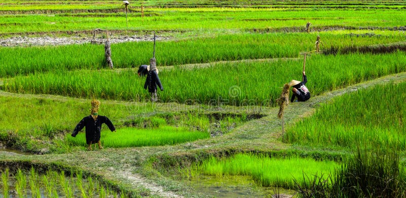 Rice Fields, Scarecrow in the Middle of Rice Fields, Mountain and Sky ...