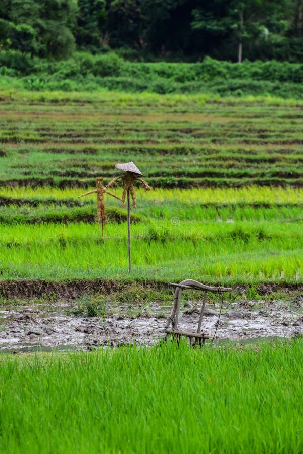 Rice Fields, Scarecrow in the Middle of Rice Fields, Mountain and Sky ...