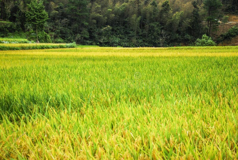 Rice Fields Scenery in Autumn Stock Image - Image of guilin, october ...