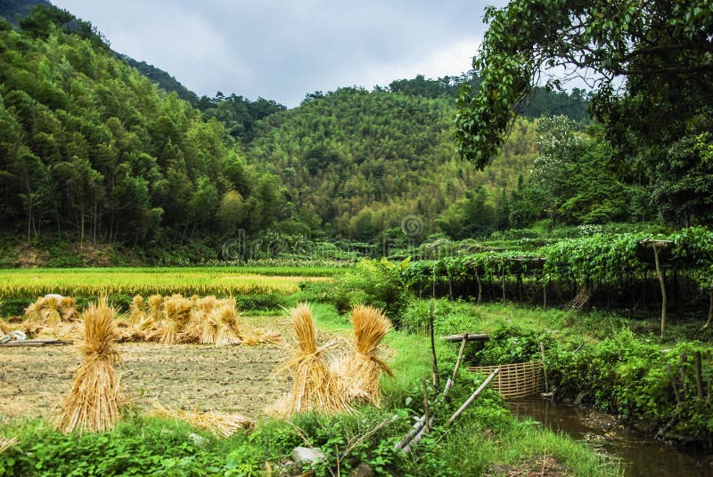 Rice Fields Scenery in Autumn Stock Photo - Image of cultivate, grain ...