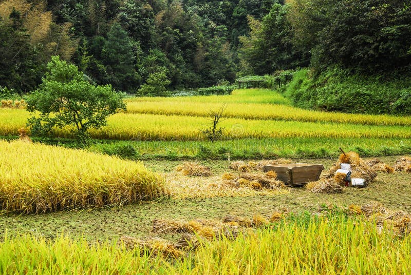 Rice Fields Scenery in Autumn Stock Photo - Image of colorful, outdoor ...