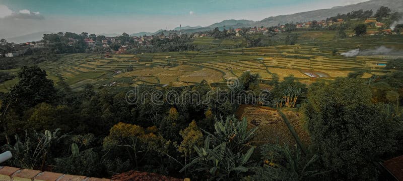 Rice Fields Scenery in a Village in Indonesia Stock Image - Image of ...