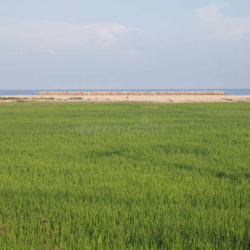 Rice fields and the sea stock image. Image of farmer - 28671749