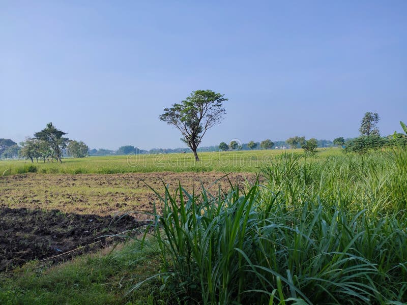 Rice Fields Seen from Behind the House Stock Photo - Image of house ...