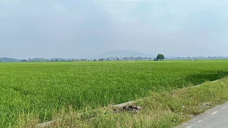 Rice Fields on the Side of the Road Stock Photo - Image of plantation ...