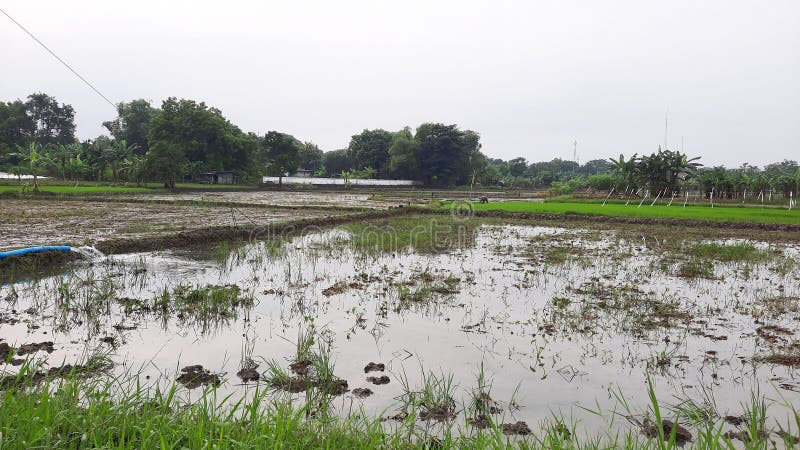 Rice Fields on the Side of a Rural Road with Fertile Soil 2 Stock Image ...