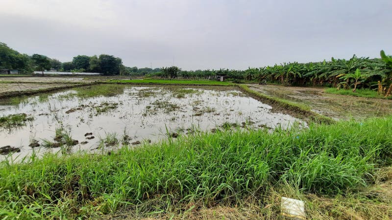 Rice Fields on the Side of a Rural Road with Fertile Soil 4 Stock Photo ...
