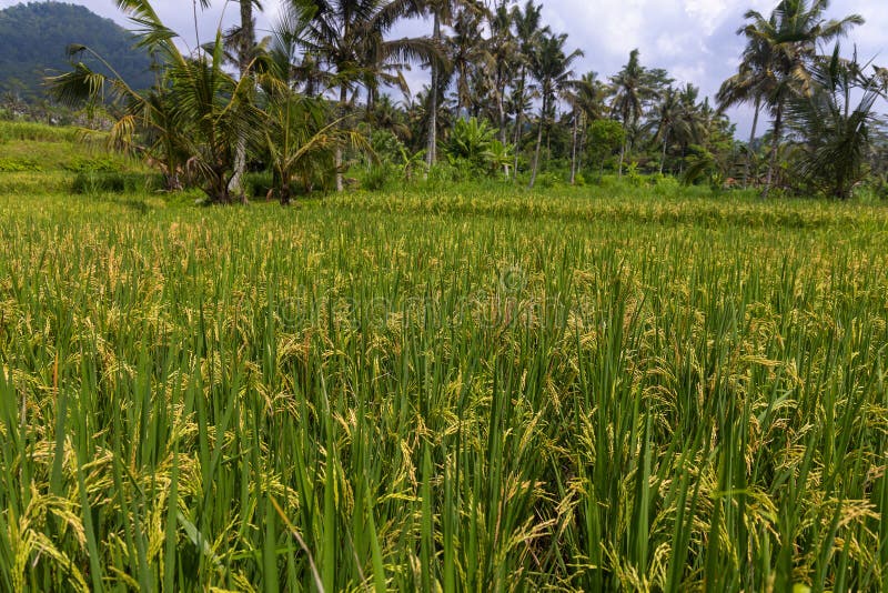Rice Fields in Sidemen Region of Bali Stock Photo - Image of paddy ...