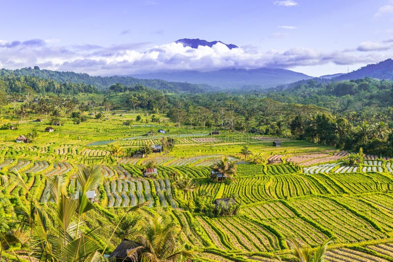Rice Fields in Sidemen Valley, Bali, Indonesia Stock Image - Image of ...