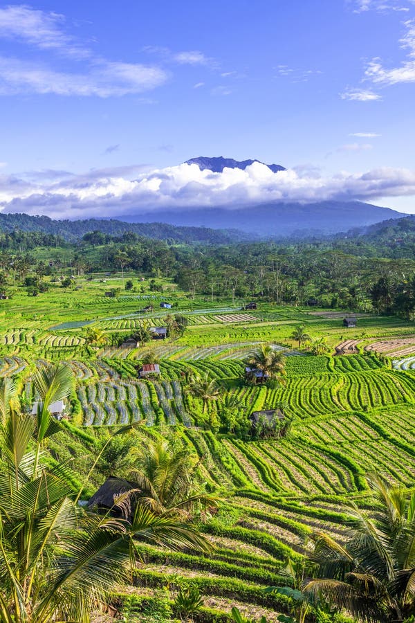 Rice Fields in Sidemen Valley, Bali, Indonesia Stock Image - Image of ...