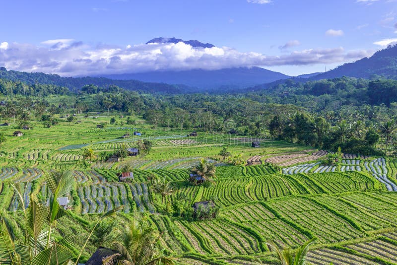 Rice Fields in Sidemen Valley with Mount Agung in the Background, Bali ...