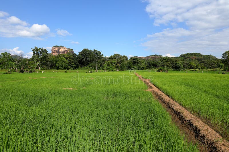 Rice Fields at Sigiriya Lion Rock in Sri Lanka Stock Photo - Image of ...